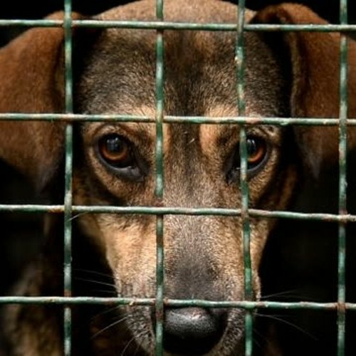 Stream Breeding vs Adopting Dogs by Ryan Glover | Listen online for ...