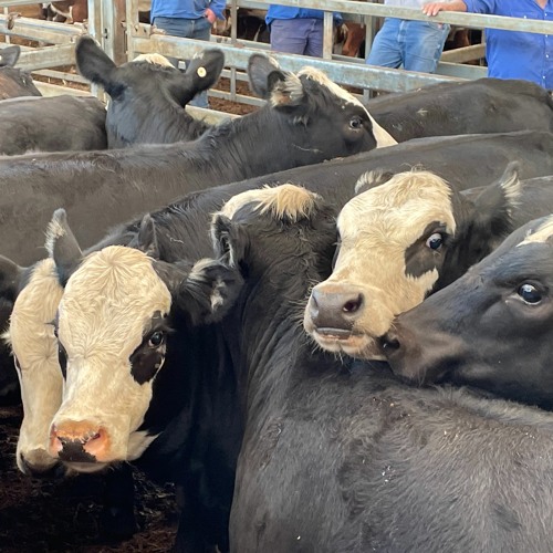 Stream Boom in Australia's red meat exports by Libby Price | Listen ...