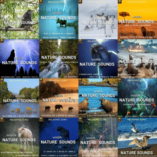 Stream Relaxing Guru | Listen to Wildlife NATURE SOUNDS playlist online ...