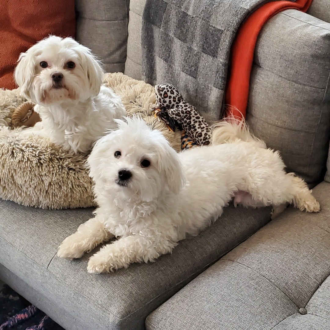 Stream Shih-tzu Blues by Ian Jobling | Listen online for free on SoundCloud