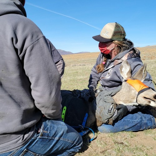 Stream NDOW Volunteer Program And Opportunities by The Nevada ...