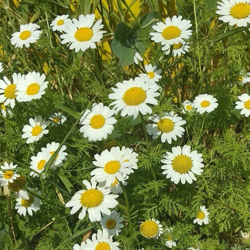 Stream Sami Aksoy | Listen to Kur'an-ı Kerim playlist online for free on SoundCloud