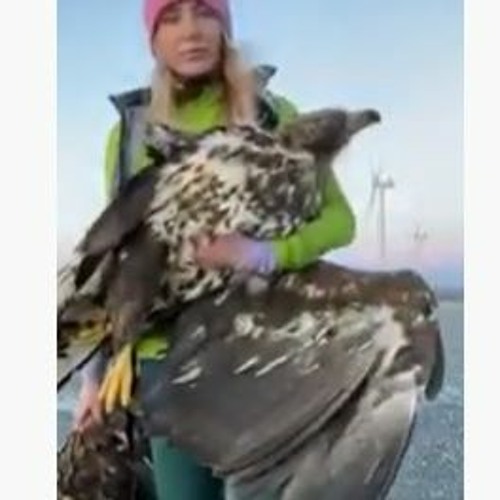 Stream Darker Shades of Green (Thrown to the Wind) by Marcus Gilvear ...