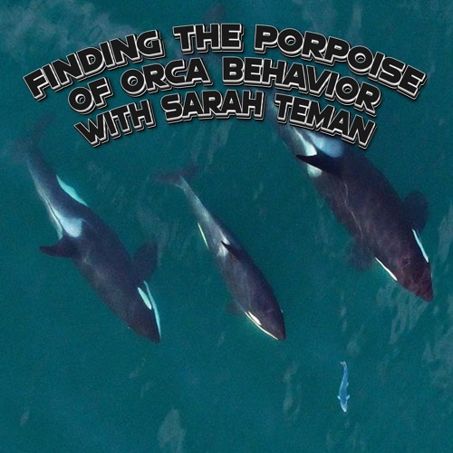 Stream episode Finding the Porpoise of Orca Behavior with Sarah Teman ...