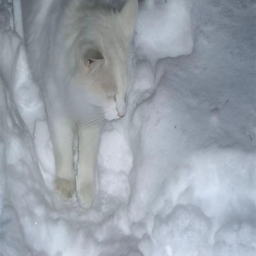 Stream ya ebal tvou telky) by DJ DR4GM4SHROOM | Listen online for free ...