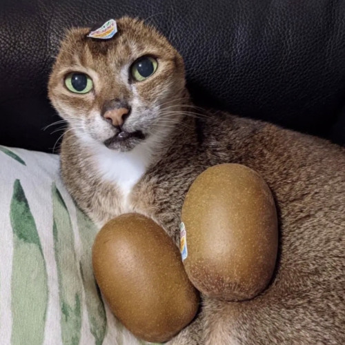 Stream Malice Mizer TETSU LAST LIVE -Zencho by jett | Listen online for ...