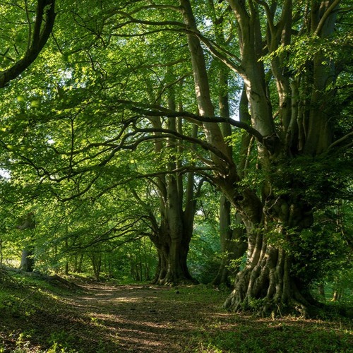 Stream British Woodland Soundscape | Natural Habitats (Full Stereo) by ...