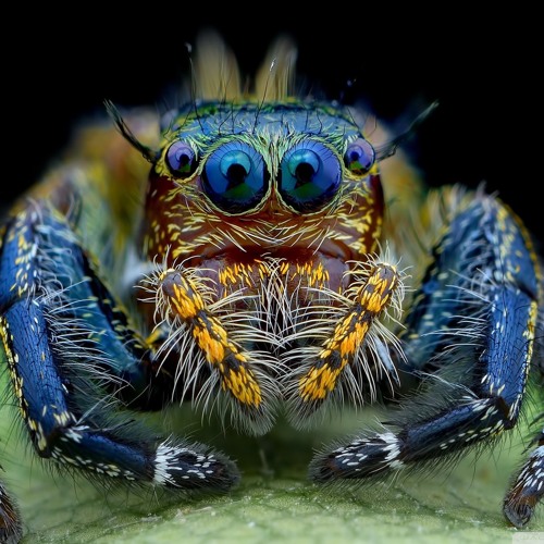 Stream Neuro Spider (neuro dnb)(Free Download) by Dj Rewrite | Listen ...