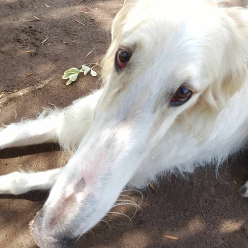 Stream Stroke of genius, or just a stroke? (Part of the Angry Grumbo ...