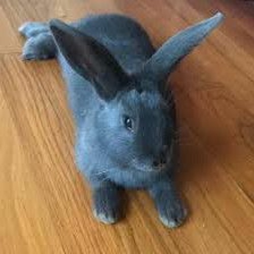 Stream Story About A Poor Blue Little Rabbit- Hatsune Miku by Hello Hi ...