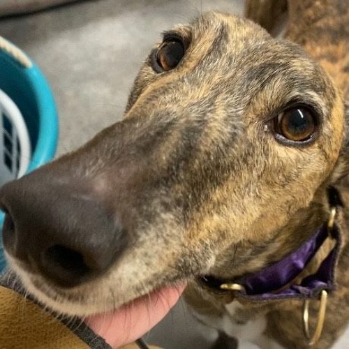 Stream BBC Radio Manchester Report Ellie Colton - Bailey the ex-racer gets his forever home by ...