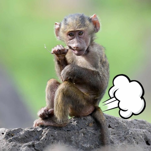 Stream Monkey Farts by Nezu | Listen online for free on SoundCloud