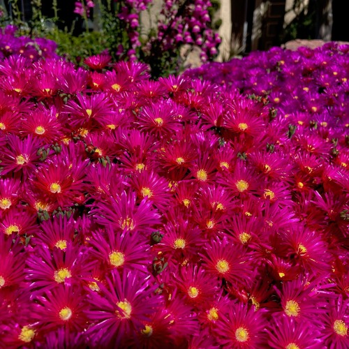 Stream Solstice Mockingbird - June 21, 2023 by Laura Karst | Listen ...