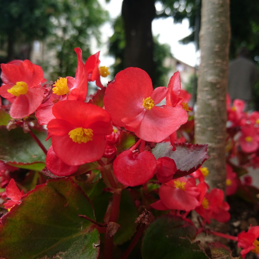 Stream iLohria - ARMZONE legendary King Ardi Brija by FM - DJ ...