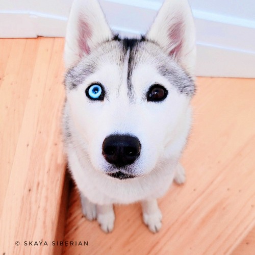 Stream Samurai Slice dat like button by 🏳️‍🌈🏳️‍⚧️♬𝙆𝙞𝙧𝙗𝙯𝙯𝙯32♬🏳️‍🌈🏳️‍⚧️ ...