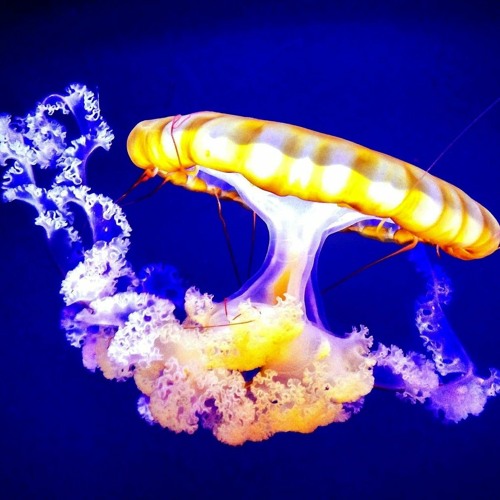 Stream MeDuse Noir - Forever Gabba (set Vinyls) by MeDuse Noir | Listen ...