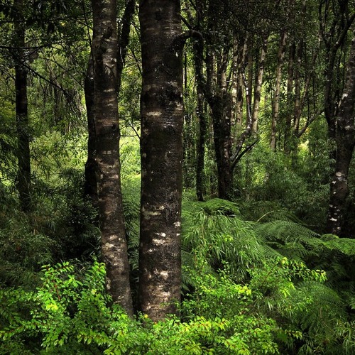 Stream Ode to Enchanted Light - I. Ode to Enchanted Light by Anders ...