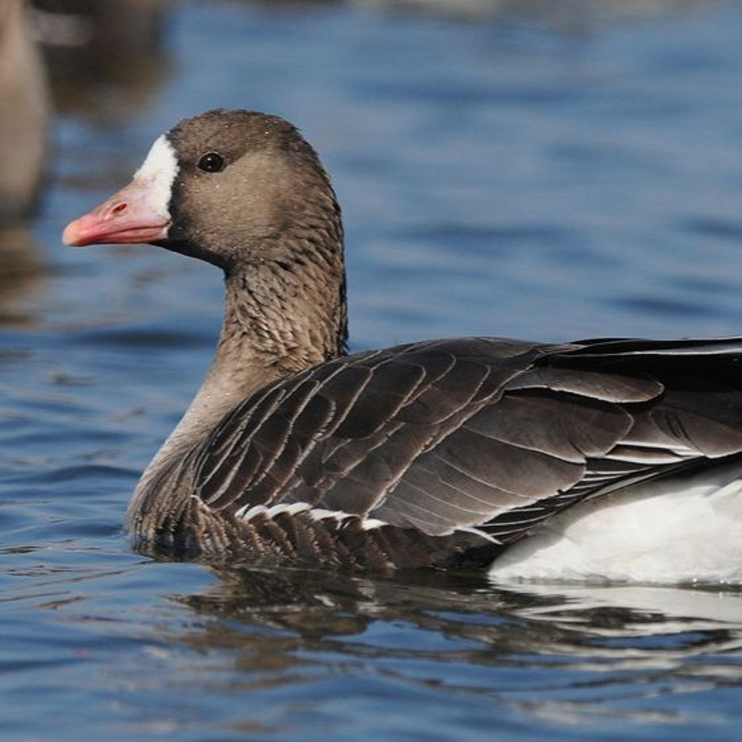 Stream White-fronted Goose calls (example 2), Gloucestershire, England ...