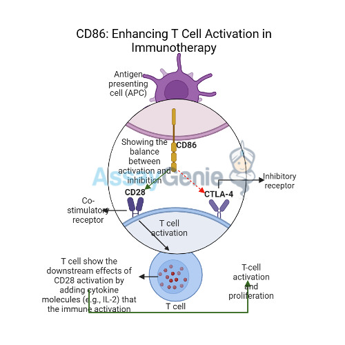 Stream episode CD86_ Enhancing T Cell Activation in Immunotherapy by ...