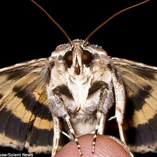 Giant Moth Face