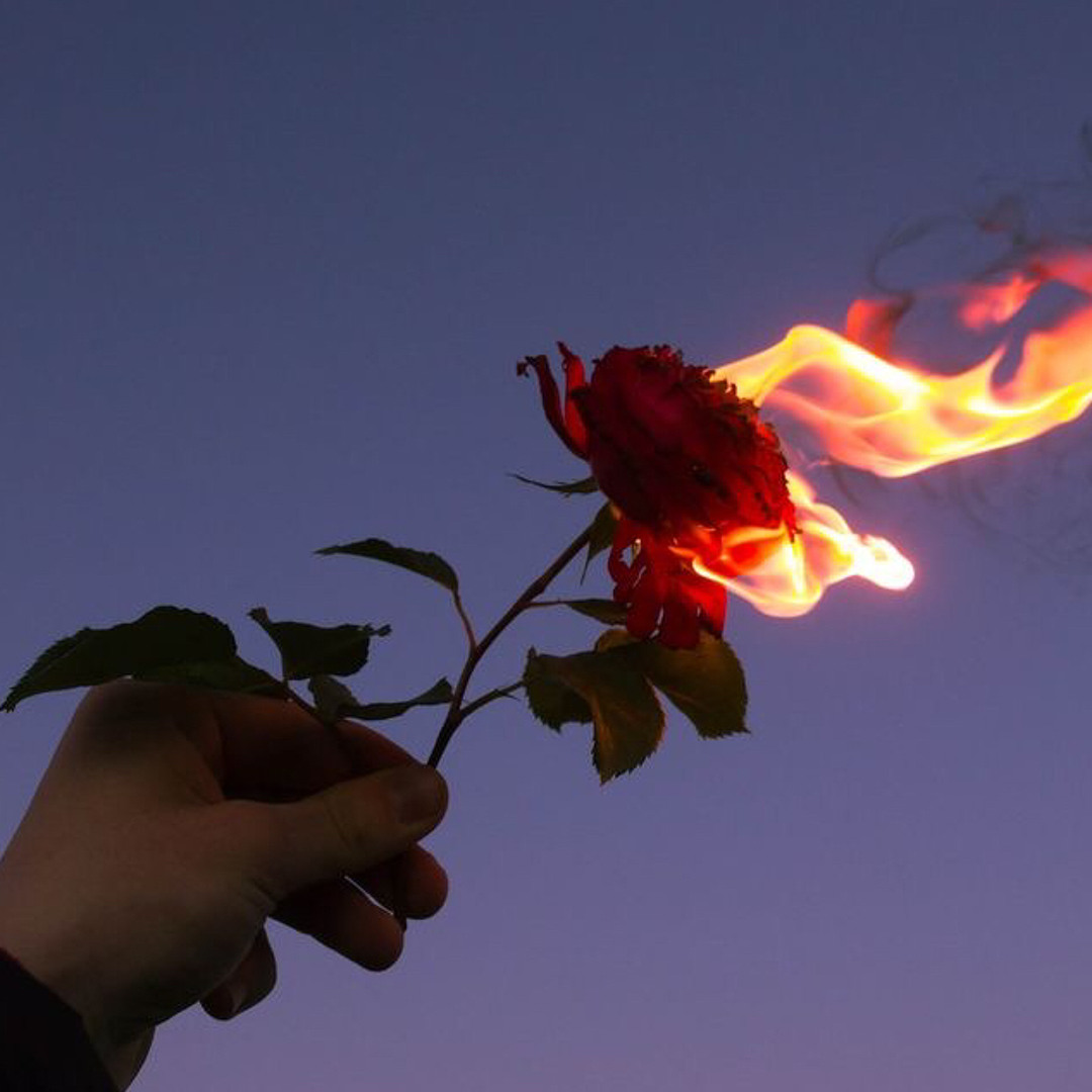 Stream Poema “A una rosa” - Luis de Góngora by Ximena Blanco | Listen ...