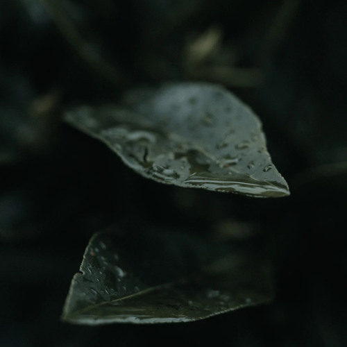 Stream Hero by adeline rose | Listen online for free on SoundCloud