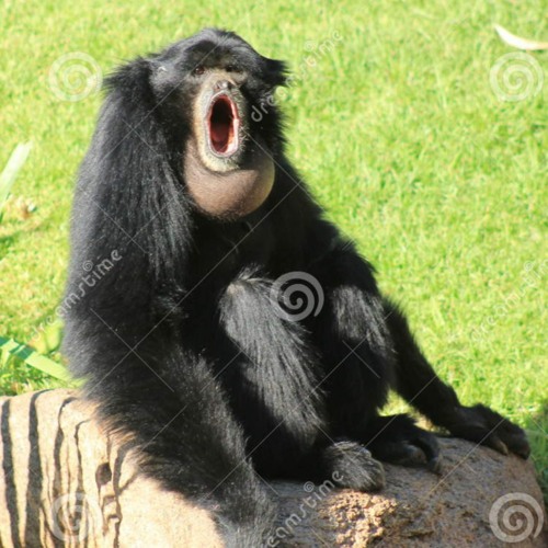 Stream monkey music by apian! | Listen online for free on SoundCloud