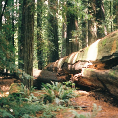 Stream goin' places [a walk in the golden sun] (day fourteen) by ...