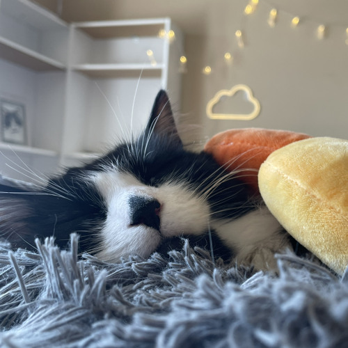 Stream quackitys mcc song