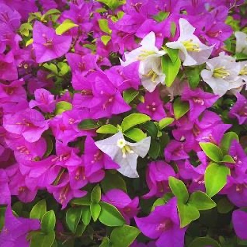 Stream The Bougainvillea by RuFF IANS (Ian O'2Joy) | Listen online for ...