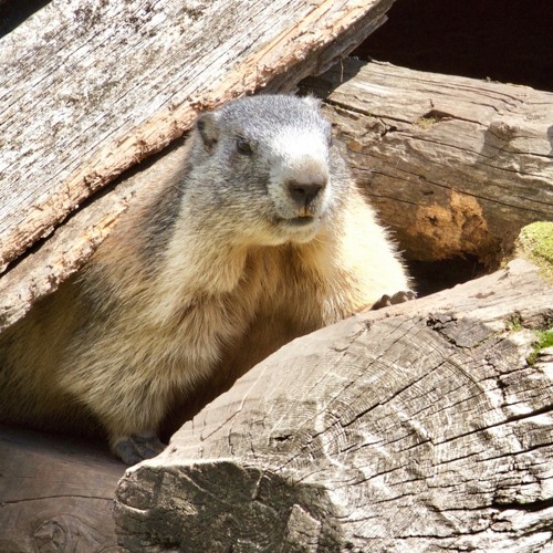 Stream episode Ep.5 - Fearful Reaction by Paws to Consider - Sometimes ...