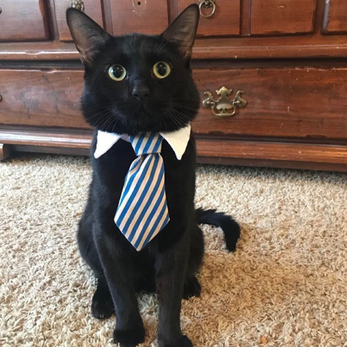 Stream chillin in kyoto by st47ic | Listen online for free on SoundCloud