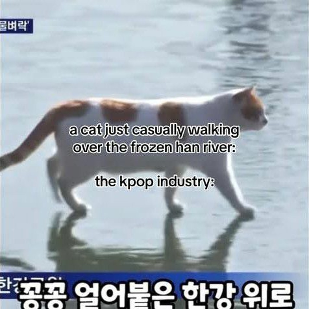 Stream a cat walking on the frozen Han river.mp3 by shosho agha ...