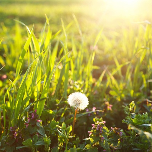 Stream Wizard Blight by Command of the End | Listen online for free on ...