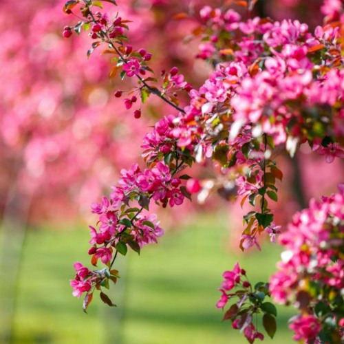 Stream Adair form background 🍓FREE DOWNLOAD by Astralprojection ...