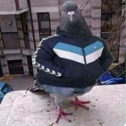 Stream koskesh kir khar savar !! کس کش کیر خر سوار.mp3 by ALI | Listen ...