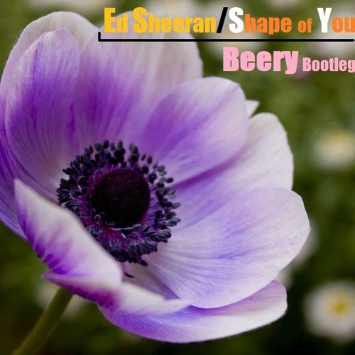 Stream Ed Sheeran - Shape Of You - Beery Bootleg by Beery | Listen ...