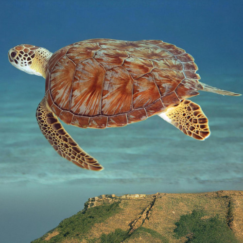 Stream Turtles on the beach by drift | Listen online for free on SoundCloud