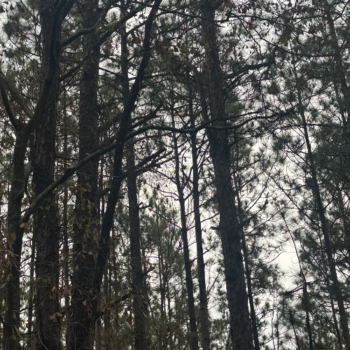 Stream leave me alone purple elephant by purple presence | Listen ...