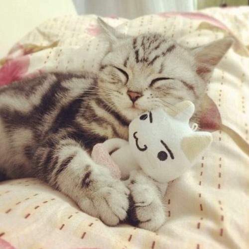 Stream uwu..? ˙⋆ >.