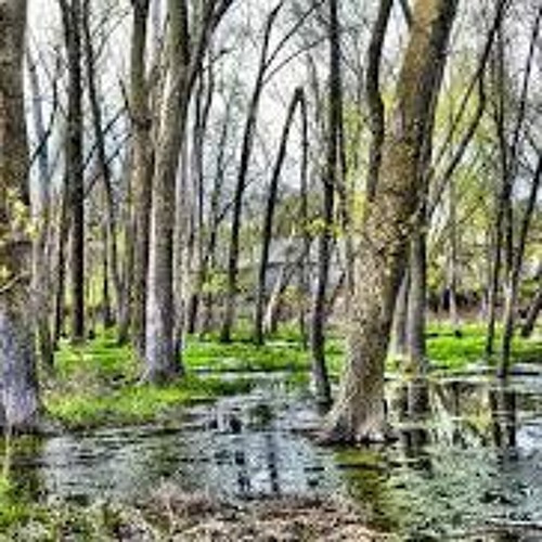 Stream Bman - Swampo by Bman | Listen online for free on SoundCloud