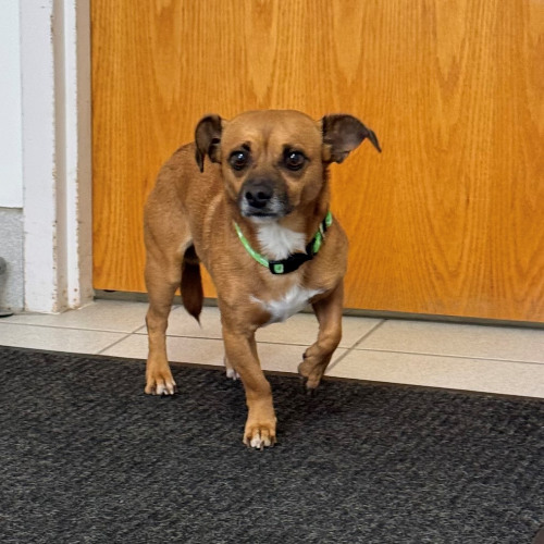 Stream Morning Mix Mutt March 20 Armani at Erie County Dog Pound by BAS ...