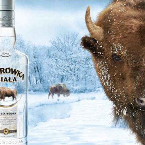 Stream polski bizon naejbany freestyle x milan (prod. 1olliee) by ...