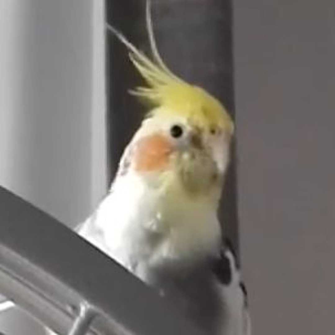 Stream episode Cockatiel Contact Calls 15 Min - Neitokakadu Kutsuhuuto ...