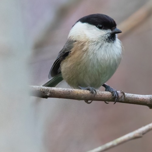 Northwestern Bird Calls