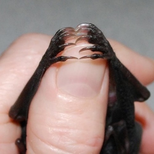 Stream Noor Alali | Listen to Poison playlist online for free on SoundCloud