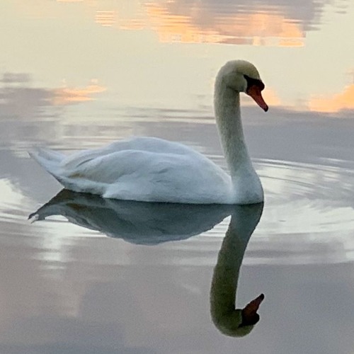 Stream ella ౨ৎ | Listen to ivory mae ౨ৎ playlist online for free on ...