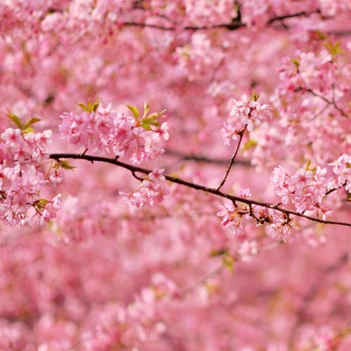 Stream David Guetta Lana - Del Rey - Never - Going - Home by Ajith ...