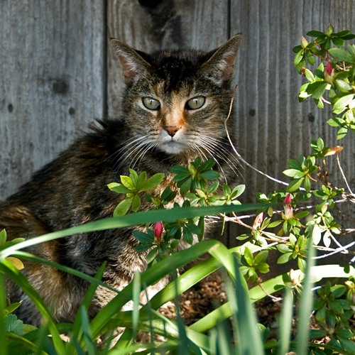 Stream Little Tiny Cat by Russ Allison Loar | Listen online for free on ...