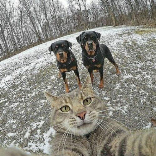 Stream [FFPS/Freddy Fazbear pizzeria simulator] Midnight Motorists ...